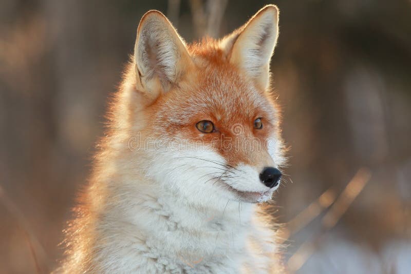 Red fox in winter forest stock image. Image of outdoor - 66406581