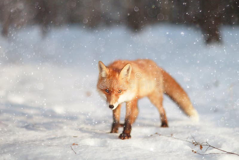 Red fox in winter forest stock photo. Image of mammal - 66552502