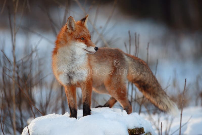 Red fox in winter forest stock photo. Image of furry - 66552530