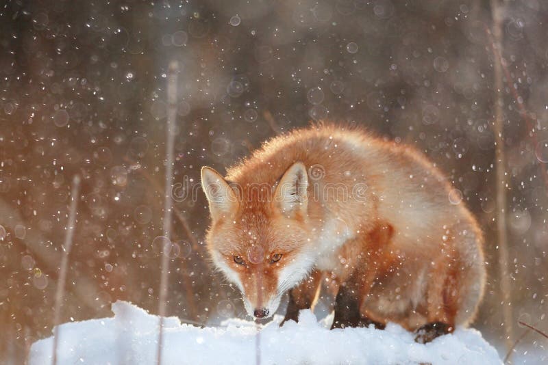 Red fox in winter forest stock photo. Image of predator - 66553870