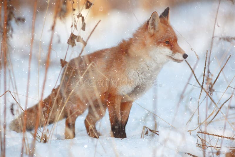 Red fox in winter forest stock photo. Image of furry - 69208002