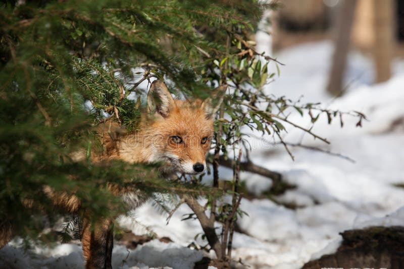 Hiding fox stock image. Image of tail, face, hunter, eyes - 29913203