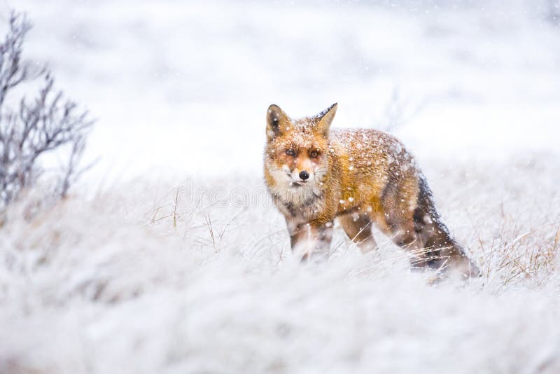 Red fox stock image. Image of winter, snout, vulpes, dhole - 94295967