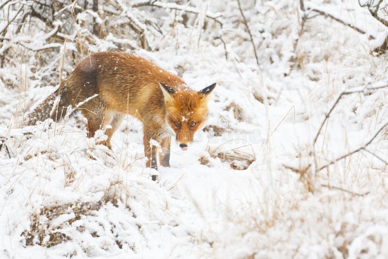 Red fox stock photo. Image of winter, snout, landscape - 94295564