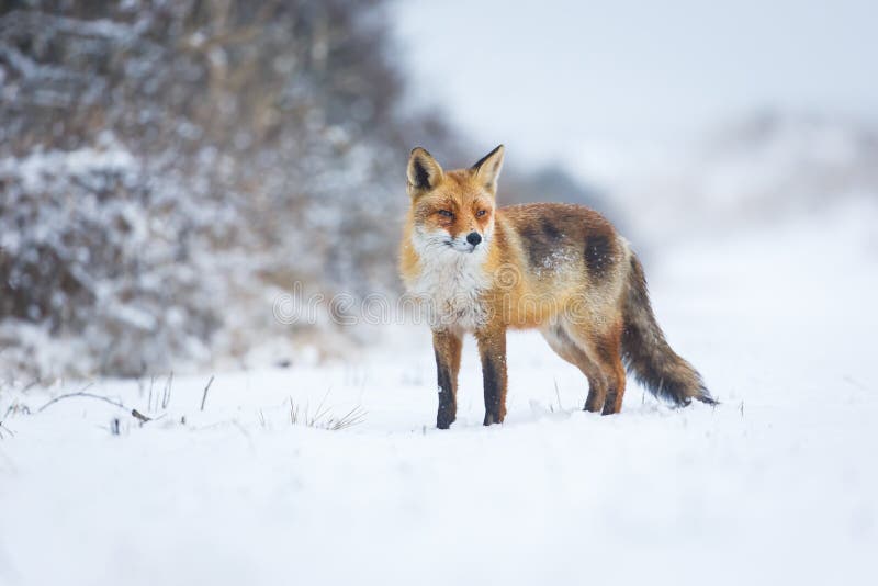 Red fox stock photo. Image of snow, snout, vulpes, predator - 94295798