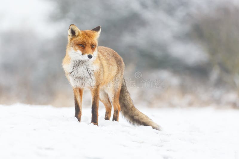 Red fox stock photo. Image of tail, wildlife, snow, fauna - 94295978