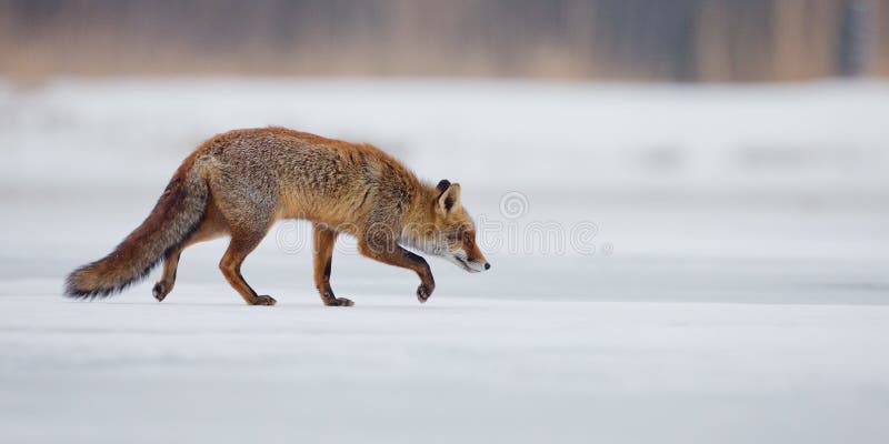 Red Fox in a Winters Landscape Stock Image - Image of dunes, furry ...