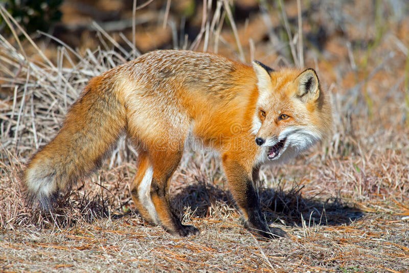 Red Fox stock image. Image of animal, black, nature, standing - 49369583