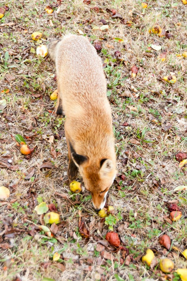 Red Fox stock photo. Image of carnivore, canine, summer - 100493264