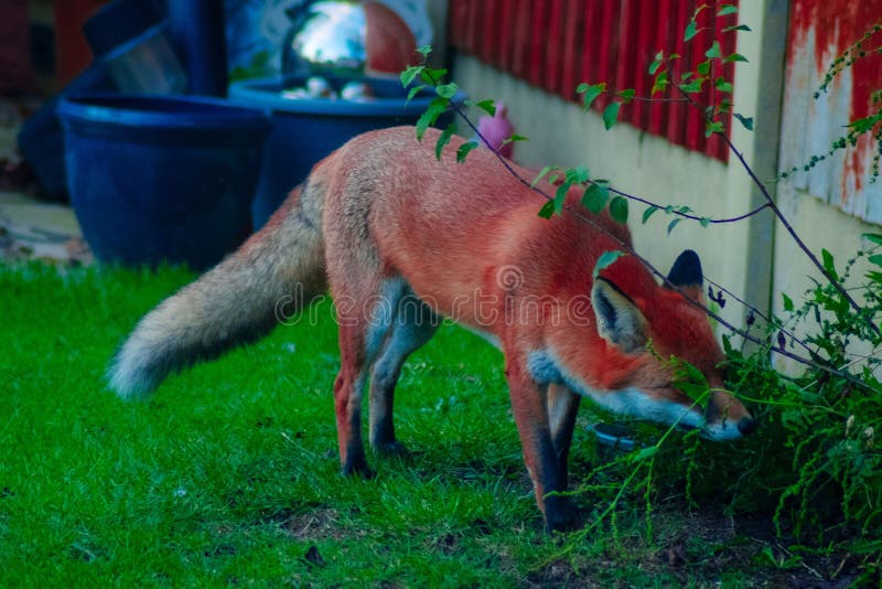 Red Fox in a Yard - Vulpes Vulpes Stock Photo - Image of mammal, garden ...