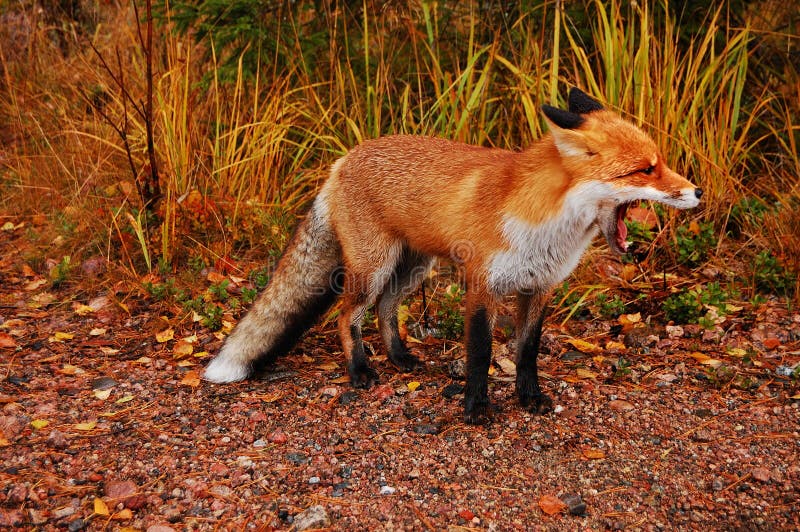 Red fox yawning stock image. Image of fauna, standing - 13228147