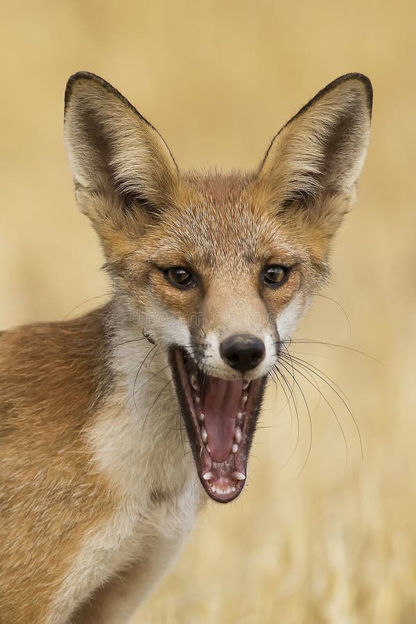 204 Fox Yawning Photos - Free & Royalty-Free Stock Photos from Dreamstime