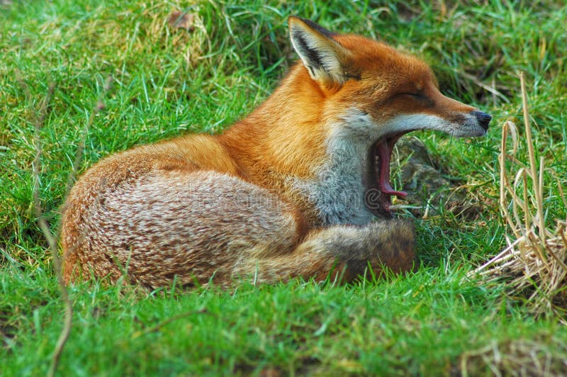 Red Fox yawning stock image. Image of color, teeth, environment - 44657197