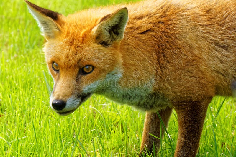 Red Fox Eyes