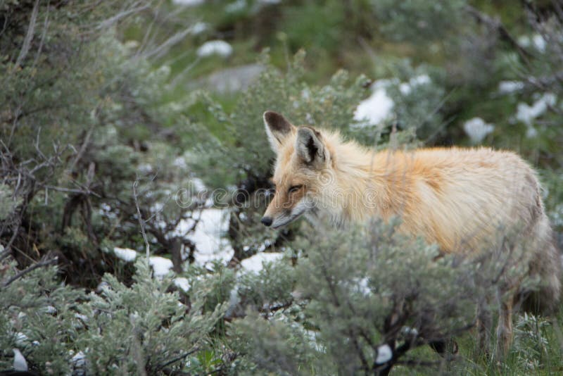 586 Red Fox Yellowstone National Park Stock Photos - Free & Royalty ...