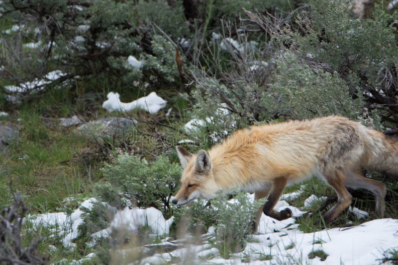 Red Fox in Yellowstone National Park Stock Photo - Image of wild ...