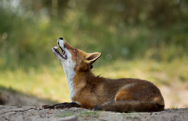 A Desert Fox in Egypt stock photo. Image of mammal, wildlife - 28644588