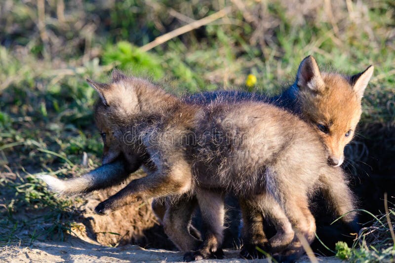 Red Fox Young Pups are Playing in the Grass Near the Burrow. Vulpes ...