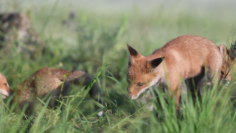Red Fox Young Pups are Playing in the Grass. Vulpes Vulpes Stock Video ...