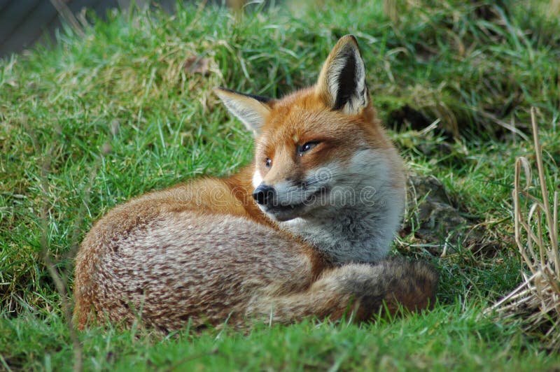 Relaxing Fox stock image. Image of mountains, relaxing - 20843725