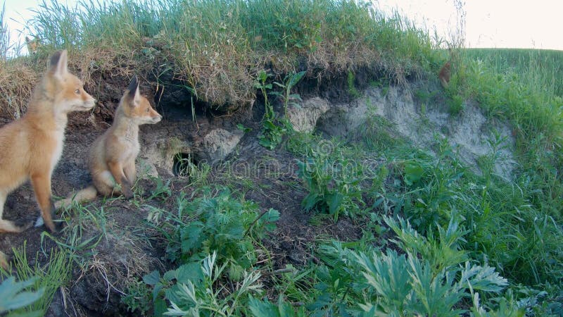 Red Fox Young Wild Animals at Their Burrow, Vulpes Vulpes Stock Video ...
