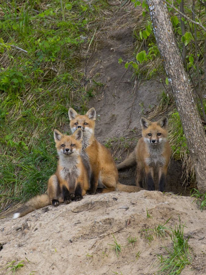 Red Foxes stock photo. Image of vermin, young, scavenger - 31421320