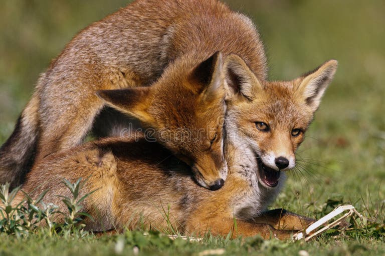 Red Foxes cubs stock photo. Image of spring, animal, predator - 21360422