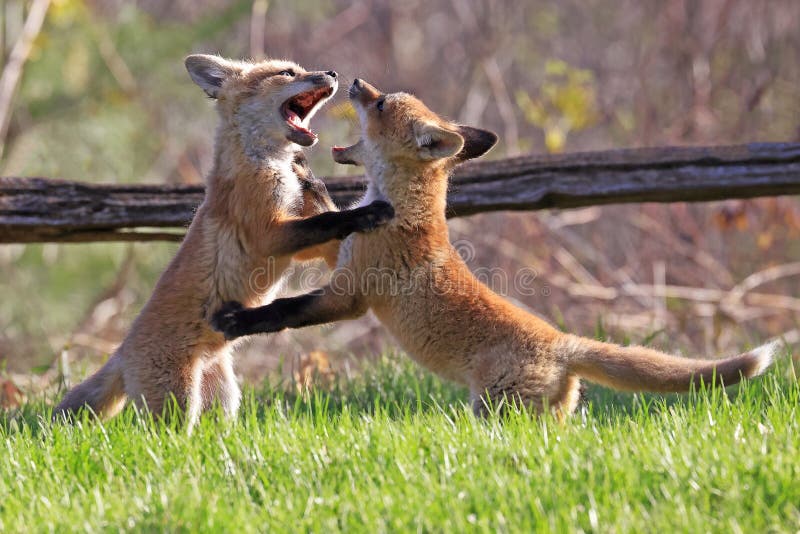 Red Foxes Cubs Playing on the Grass Stock Image - Image of baby, canine ...