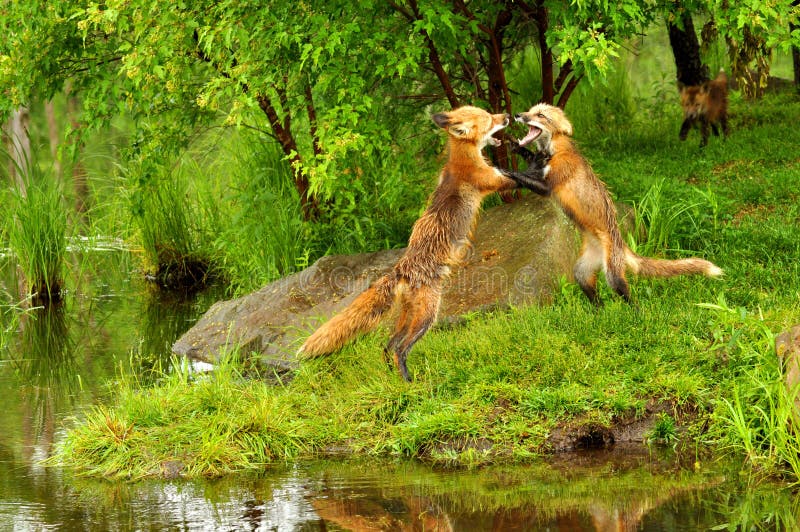 Red Foxes Fighting and Snarling Stock Image - Image of growling ...
