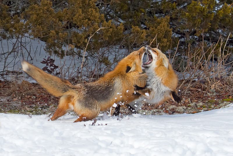 Fighting foxes stock image. Image of predator, hunting - 18149315