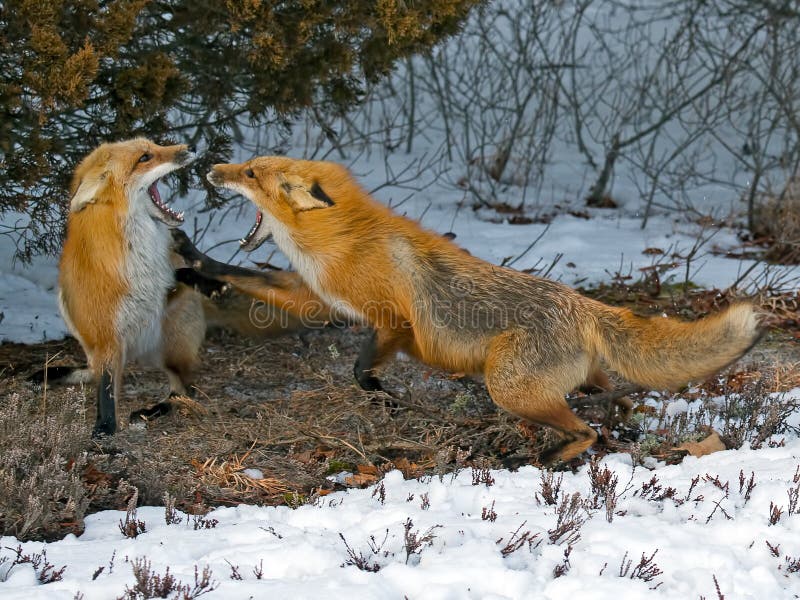 Red Foxes stock photo. Image of foxes, black, rough, closed - 52006754