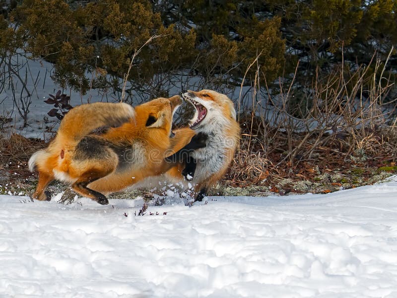 Red Fox Growling stock photo. Image of hunter, growl - 49840198