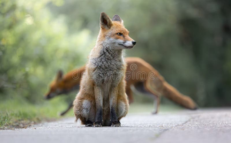 Red foxes on the path stock image. Image of path, view - 330700625
