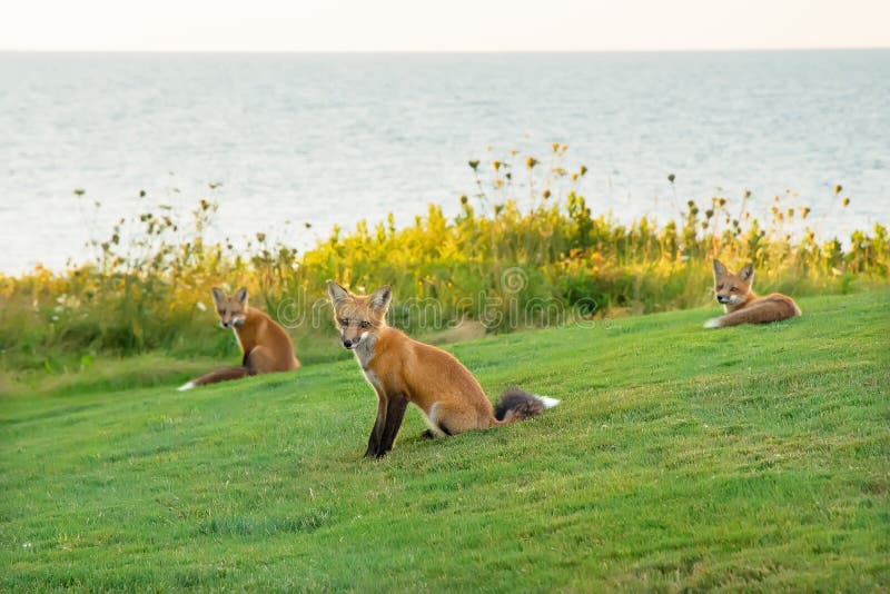Red foxes on a golf course stock image. Image of resort - 254191723