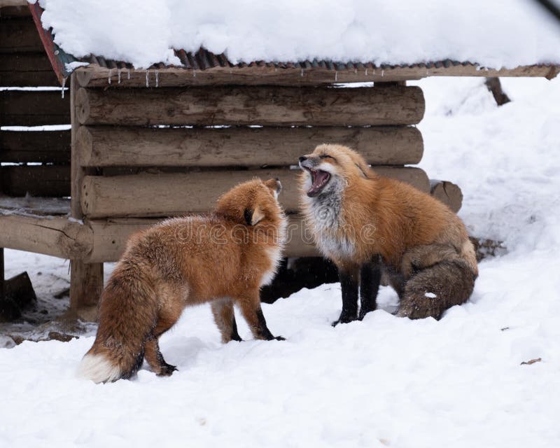 Red Foxes Near a Wooden Cage in the Snow Stock Photo - Image of nature ...