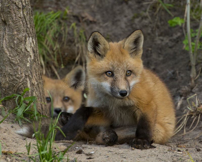 Red Foxes stock image. Image of foxes, vermin, predator - 31421505