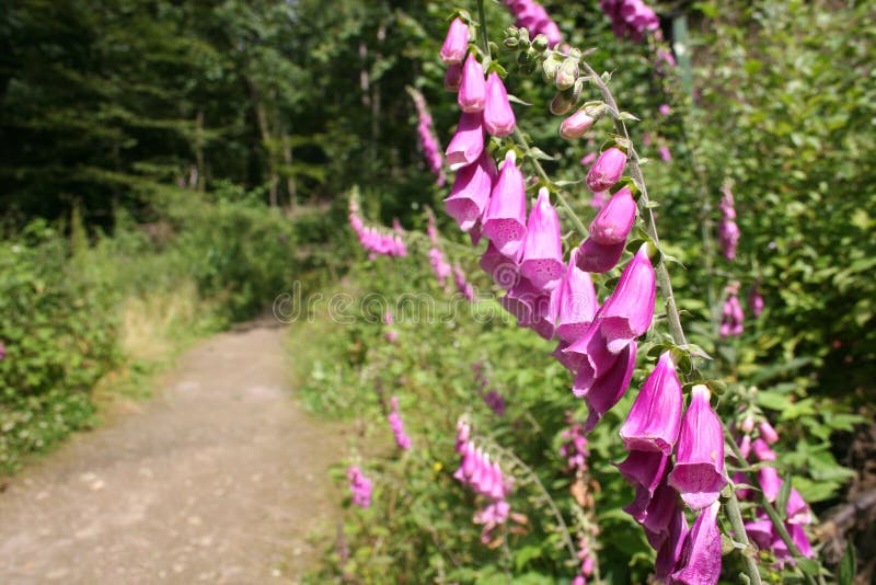 Red Foxglove stock image. Image of forest, foxglove, hochsauerland ...