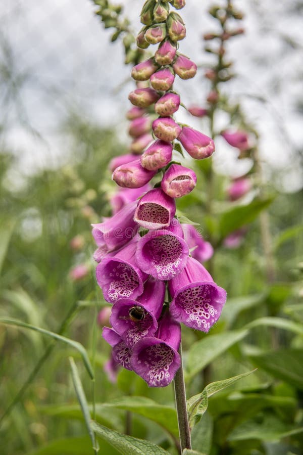 Red Foxglove on the Edge of the Forest Stock Image - Image of purpurea ...