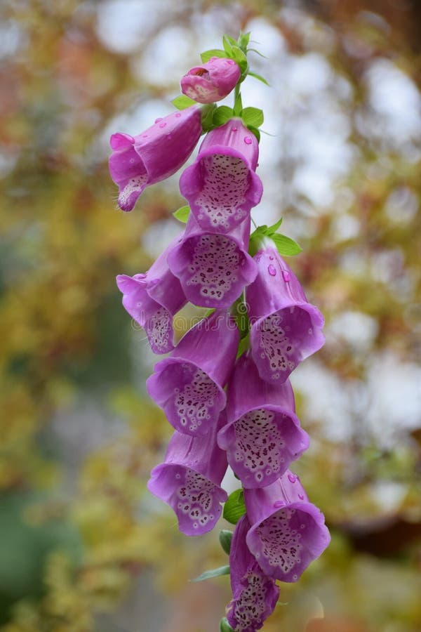 Red Foxglove stock image. Image of forest, foxglove, hochsauerland ...
