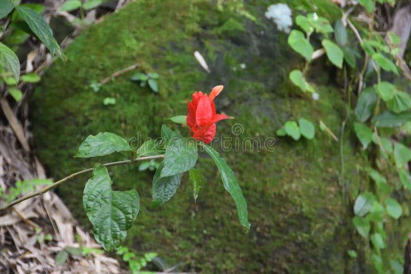 Red, Fragile Blossom Flower on a Tree Stock Image - Image of nature ...