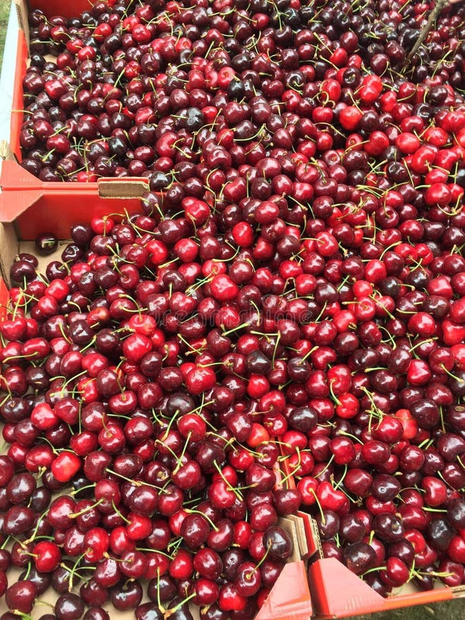 Cherries in Boxes at a Farmers Market Stock Photo - Image of market ...