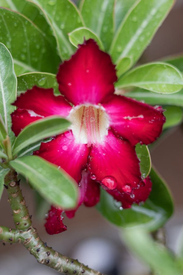 Red Frangipani Flower. Japanese Frangipani Flower Stock Photo - Image ...
