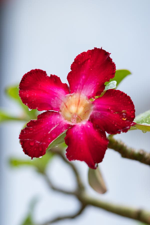Red Frangipani Flower. Japanese Frangipani Flower Stock Photo - Image ...