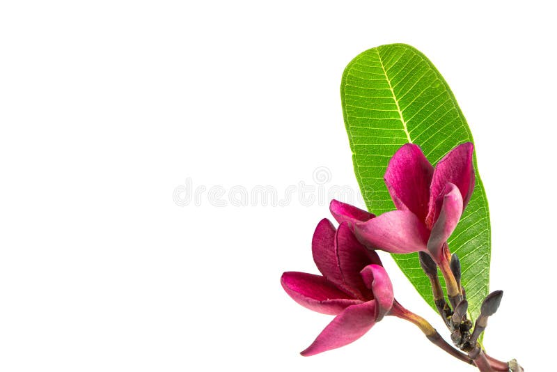 Red Frangipani Flower and Leaf Stock Image - Image of frangipani ...