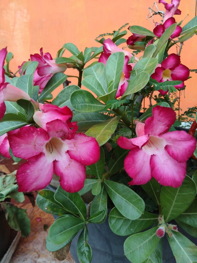 Red Frangipani Flower Ornamental Plants Stock Image - Image of ...