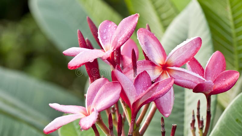 Red coral flower stock image. Image of coral, nature - 49812589