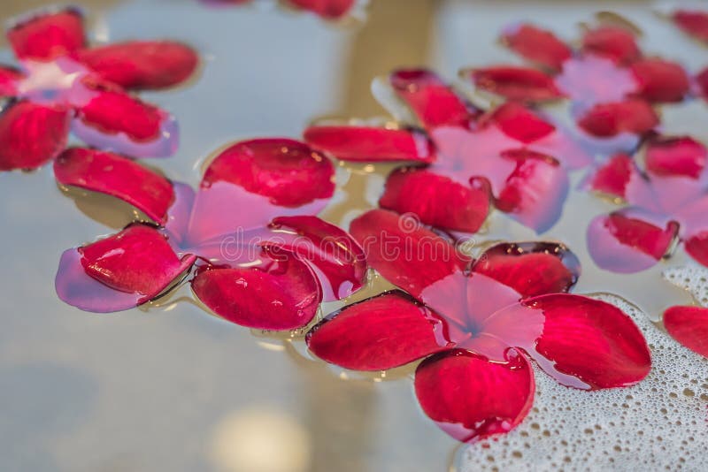 Red Frangipani Flowers in the Spa Bath Stock Photo - Image of flowers ...