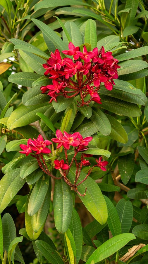 Red Frangipani Flowers in Nong Khai Stock Image - Image of palms ...