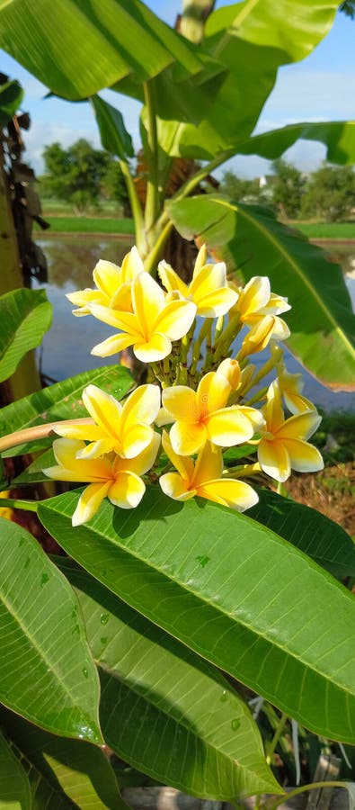 Red Frangipani Plant, Background Red Frangipani Plant Stock Photo ...