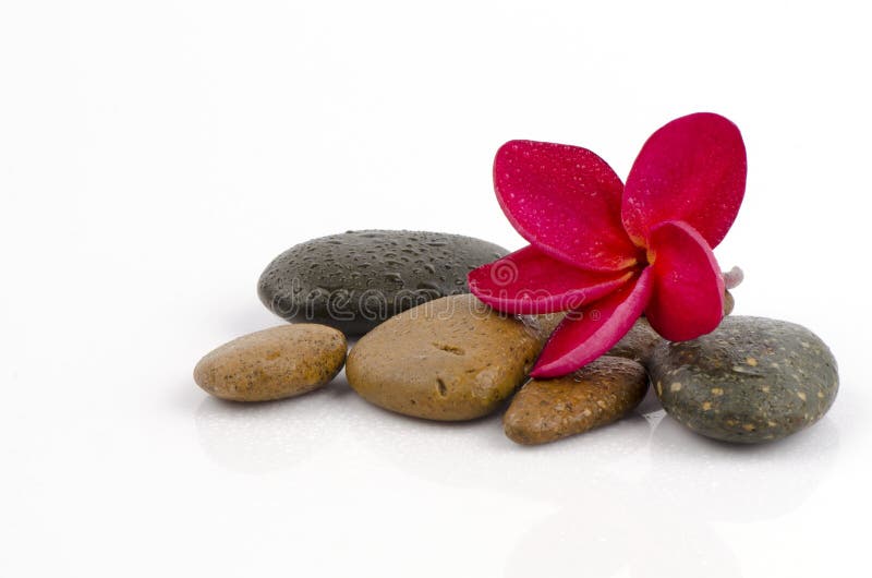 Red Frangipani, Red Frangipani on Background Stone. Stock Image - Image ...